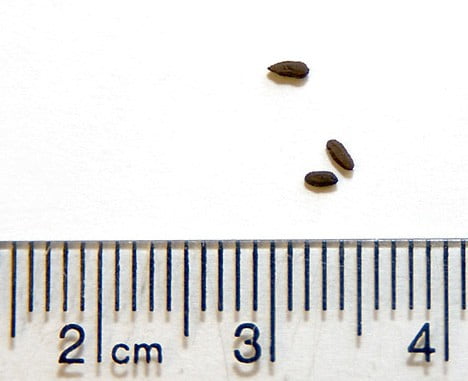 What do Cockroach Droppings Look Like? - PestProper