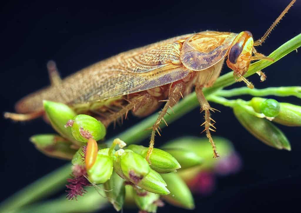 How Does Cockroach Nest Look Like? - PestProper.com