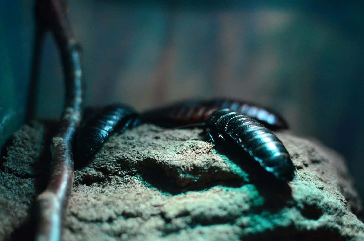 How Does Cockroach Nest Look Like? - PestProper